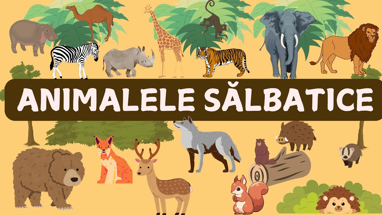 Animalele salbatice | Educational pentru copii | Casuta Cunoasterii ...