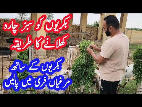 How to feed green fodder to goats | free range chicken farming | desi ...