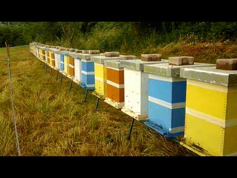 Bletaria Dardanët,bee keeping,arıcılık - YouTube