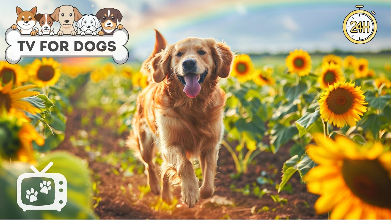 DOG TV: Best Video Entertain for Dogs - 24 Hours of Soothing Music for ...
