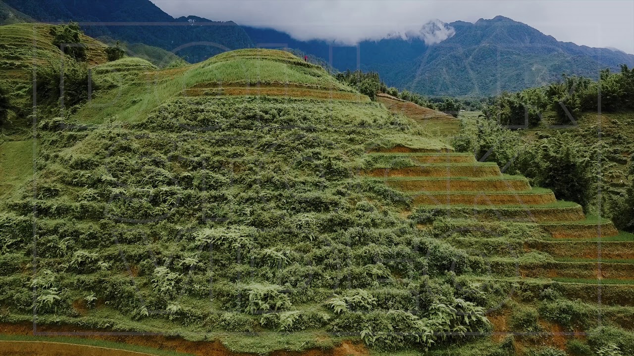 Aerial Rice Fields with Suspended Bridge | Stock Drone Video over Rice ...