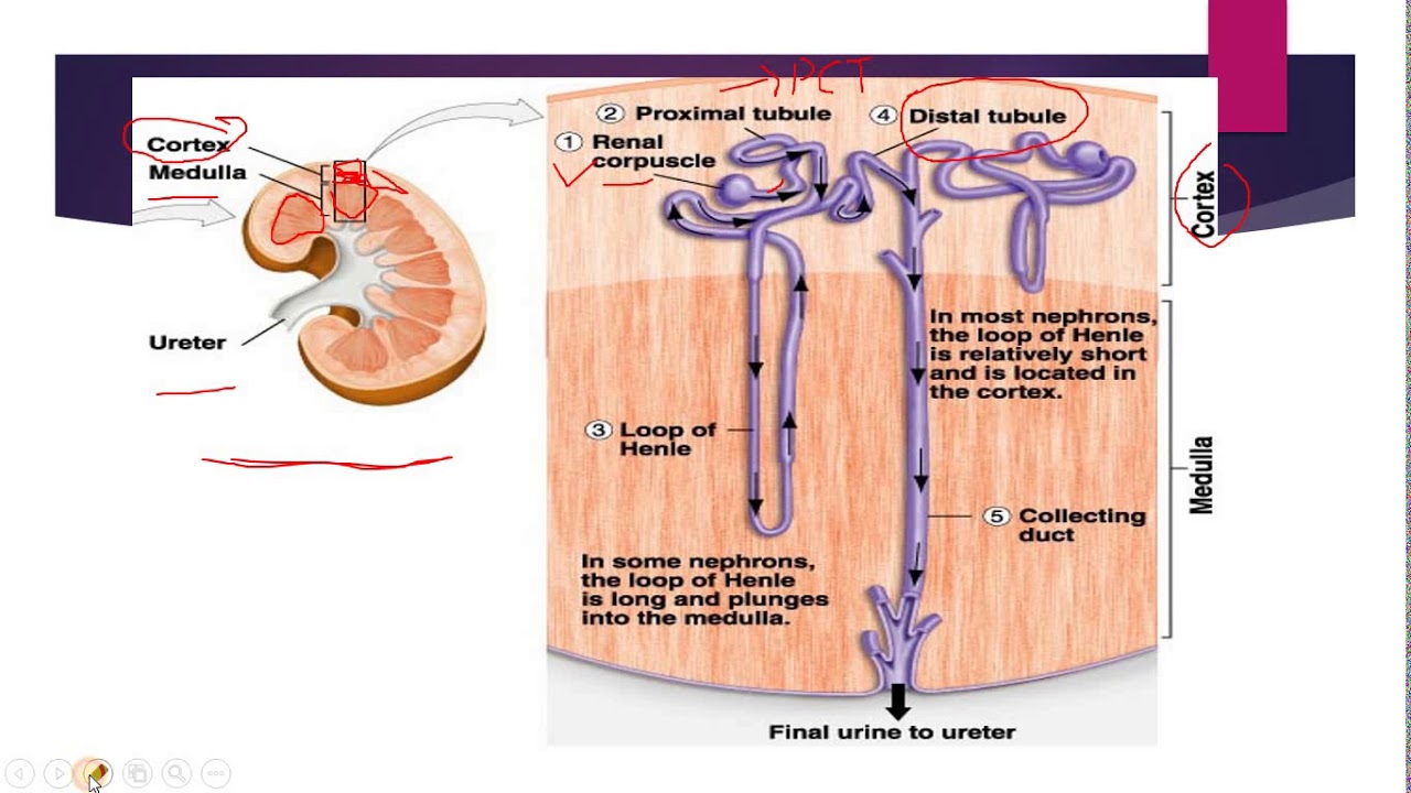 Internal structure of kidney class 11 - YouTube