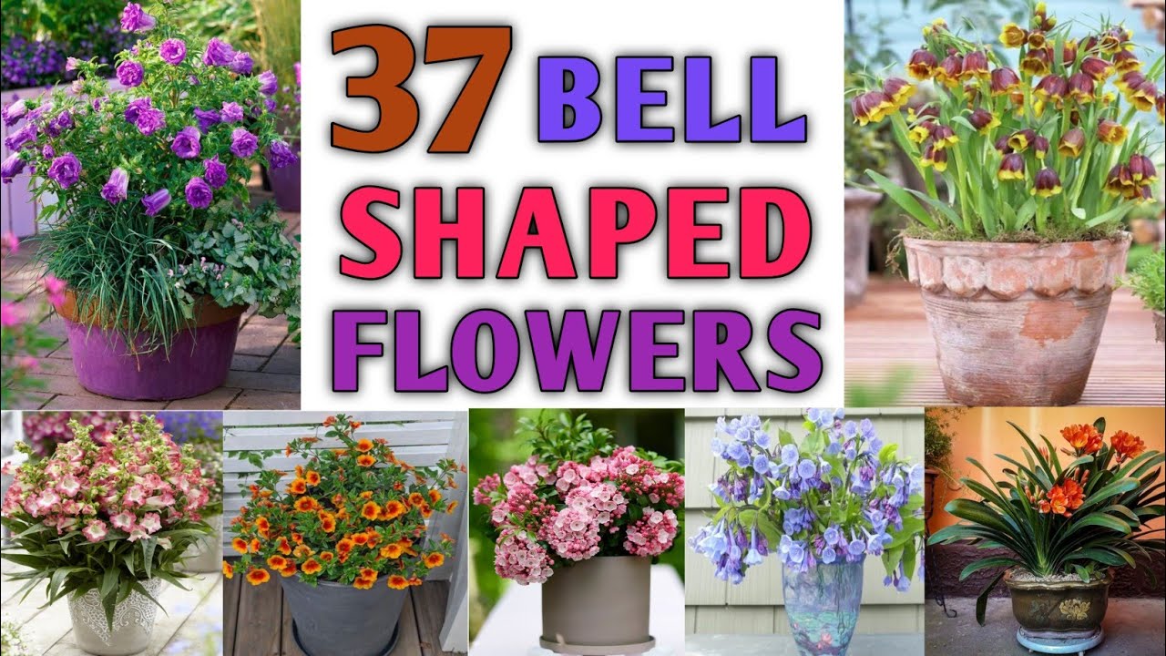 37 Best Bell Shaped Flower Plants | Bell Shaped Flowering Plant Types ...