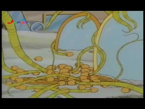 Blufonci - Evolucija nije ono što je nekad bila 3/3 - YouTube