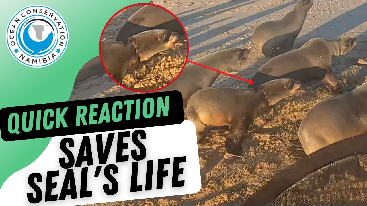 Quick Reaction by Rescuer Saves Seal's Life - YouTube
