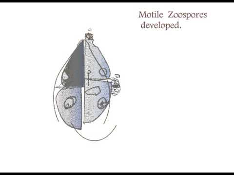 Green Algae Chlorophyta Chlamydomonas Life Cycle - YouTube