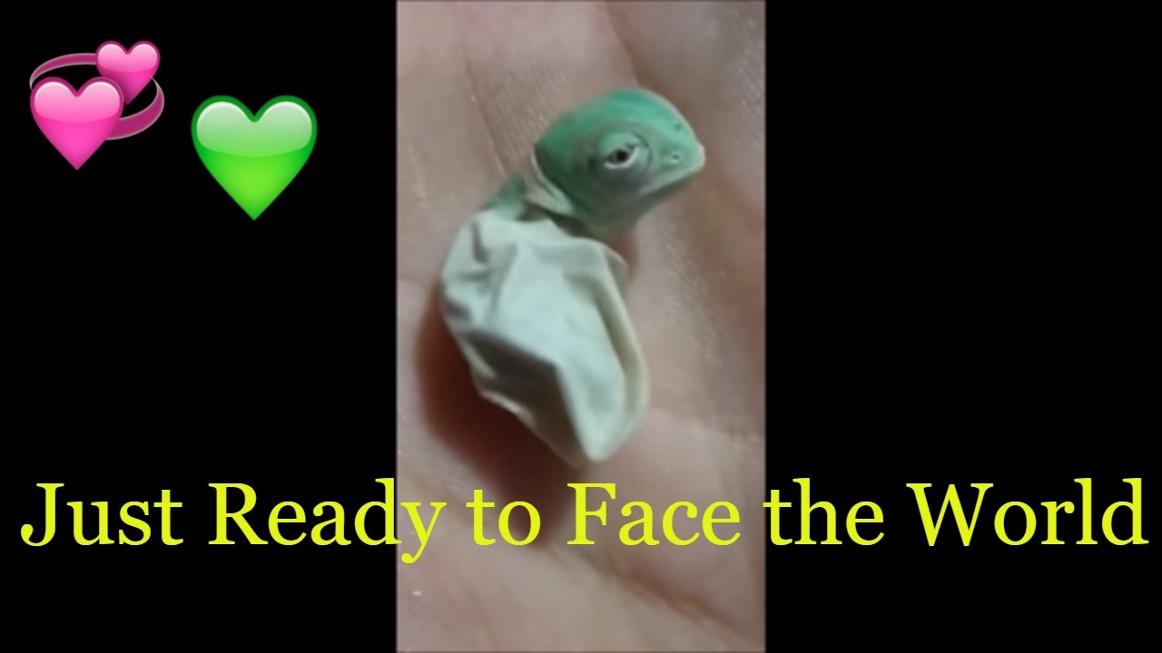 Adorable Chameleon Hatching from Egg | Amazing Cute Pets Compilation ...