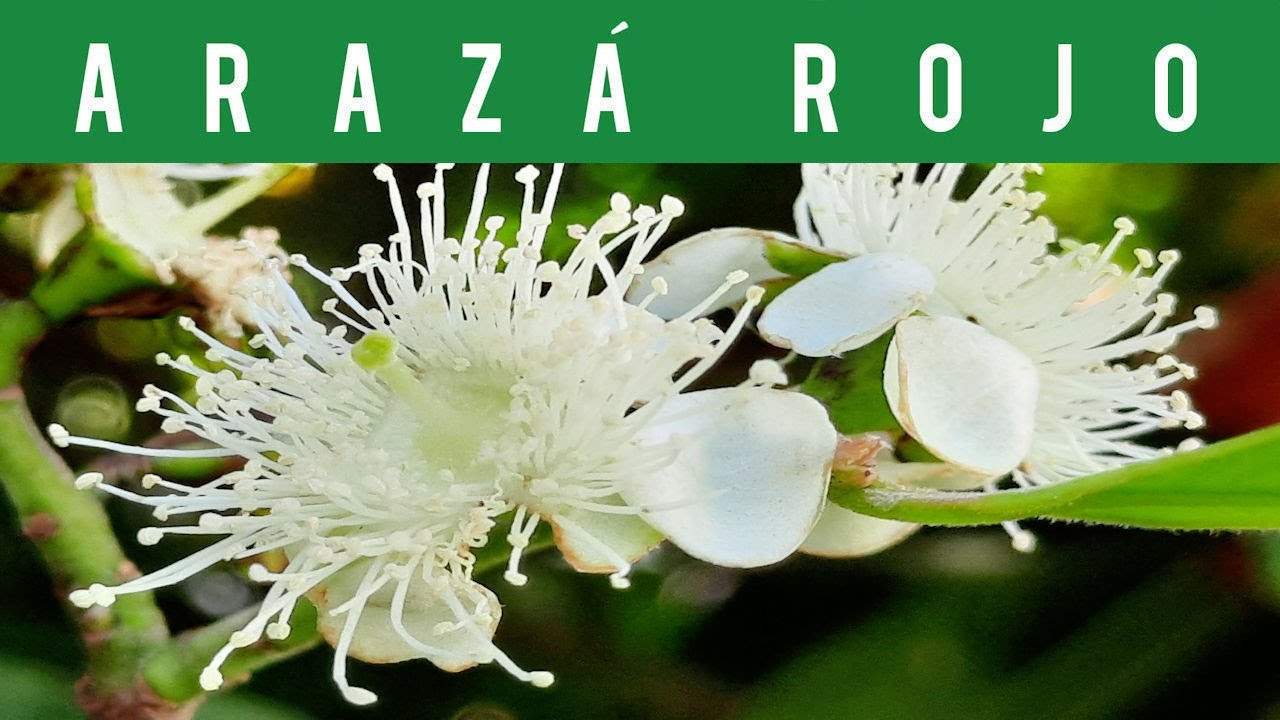 🟡ARAZÁ ROJO o GUAYABA FRESA con FLORES PERFUMADAS (STRAWBERRY/CHERRY ...