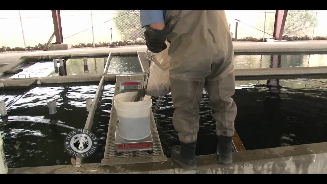 Red River State Fish Hatchery - YouTube