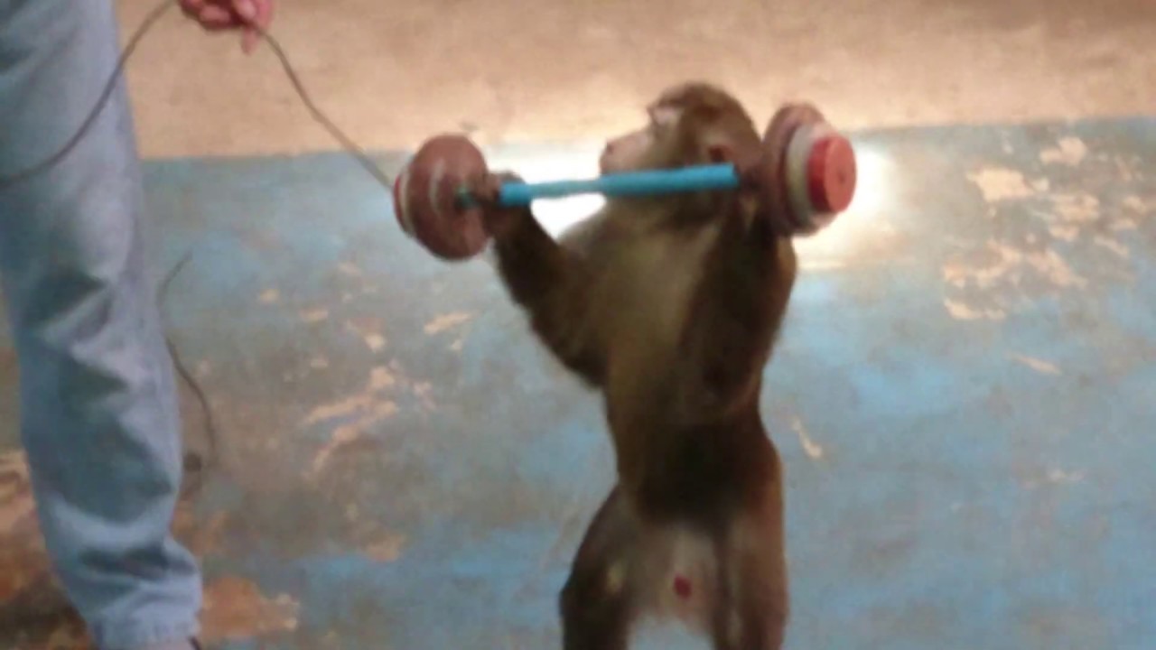القرد يتمرن بالأثقال The monkey exercises with weight lifting - YouTube