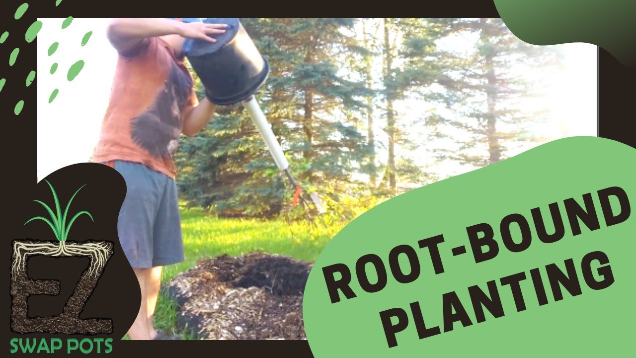 Planting Semi Root-Bound TOKA PLUM In Raised Bed - zone 5 - YouTube