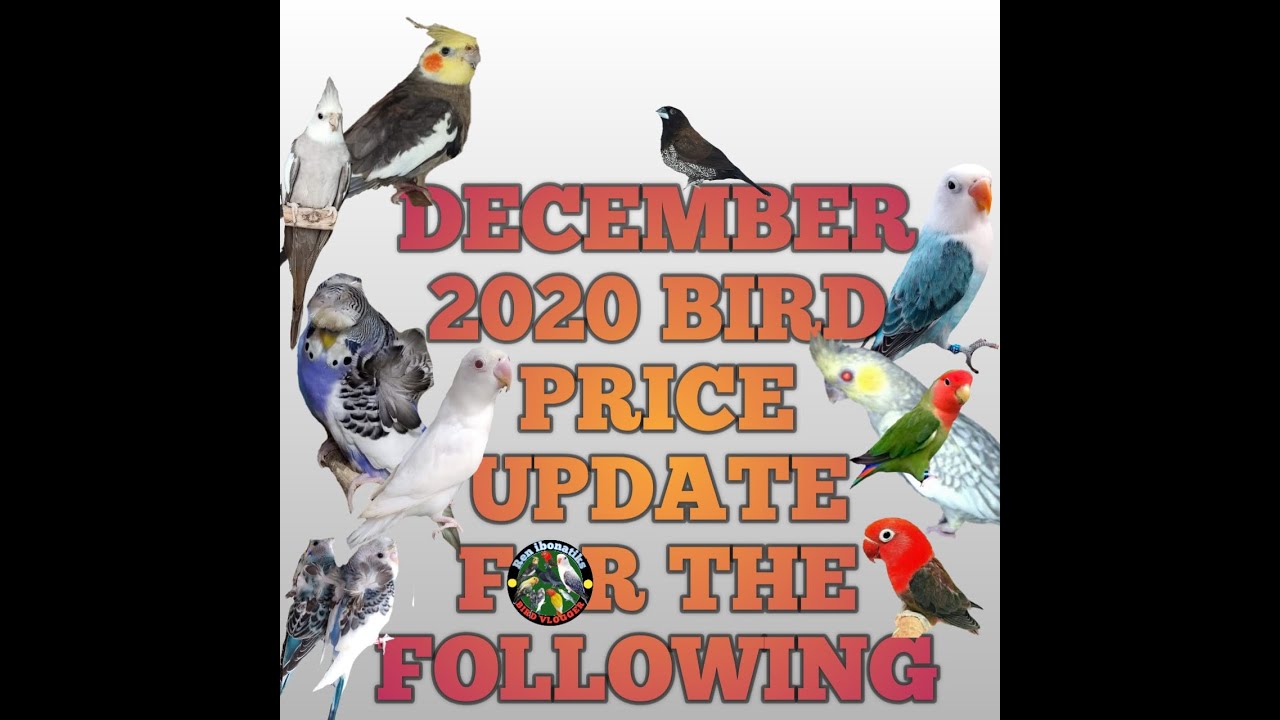 UPDATED PRICE 2020 FOR ALBINO, RED FACTOR FISCHERS, TEIL, KEET, FINCH ...