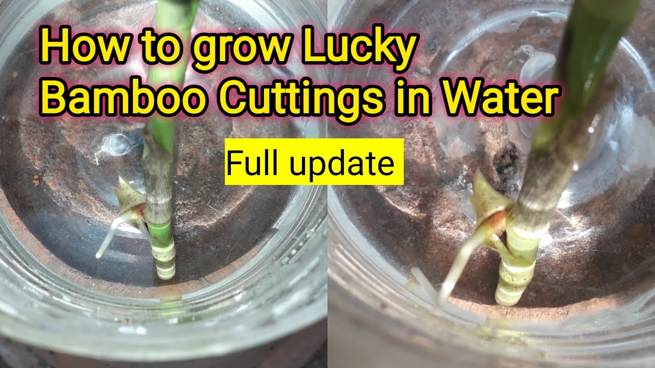How to grow Lucky Bamboo Cuttings in Water with complete updates | Get ...