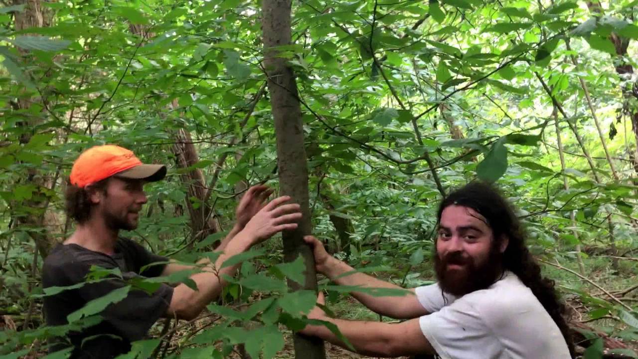 Foraging PawPaw with the Tribe - YouTube