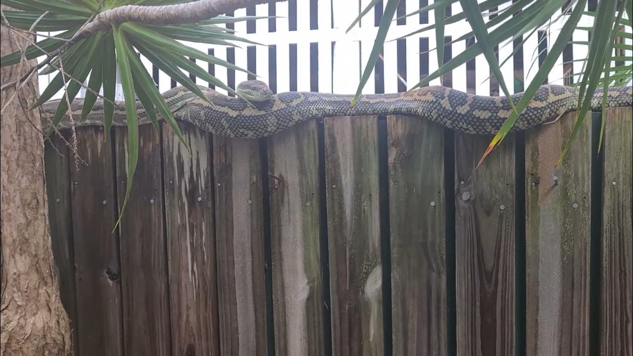 My Giant Scrub Python is back 3 Metres long. - YouTube