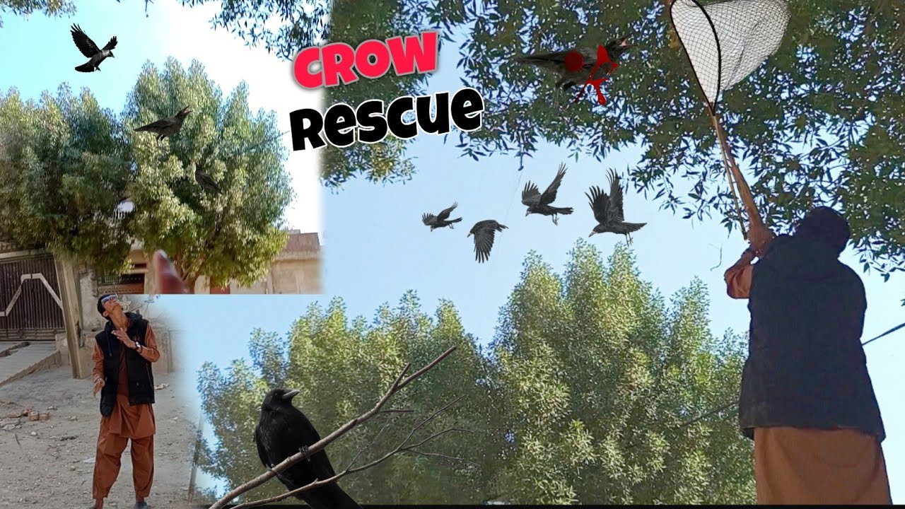 Aj Crow Ko Rescue Nhi Ker Sake 💔| BN Little zoo - YouTube