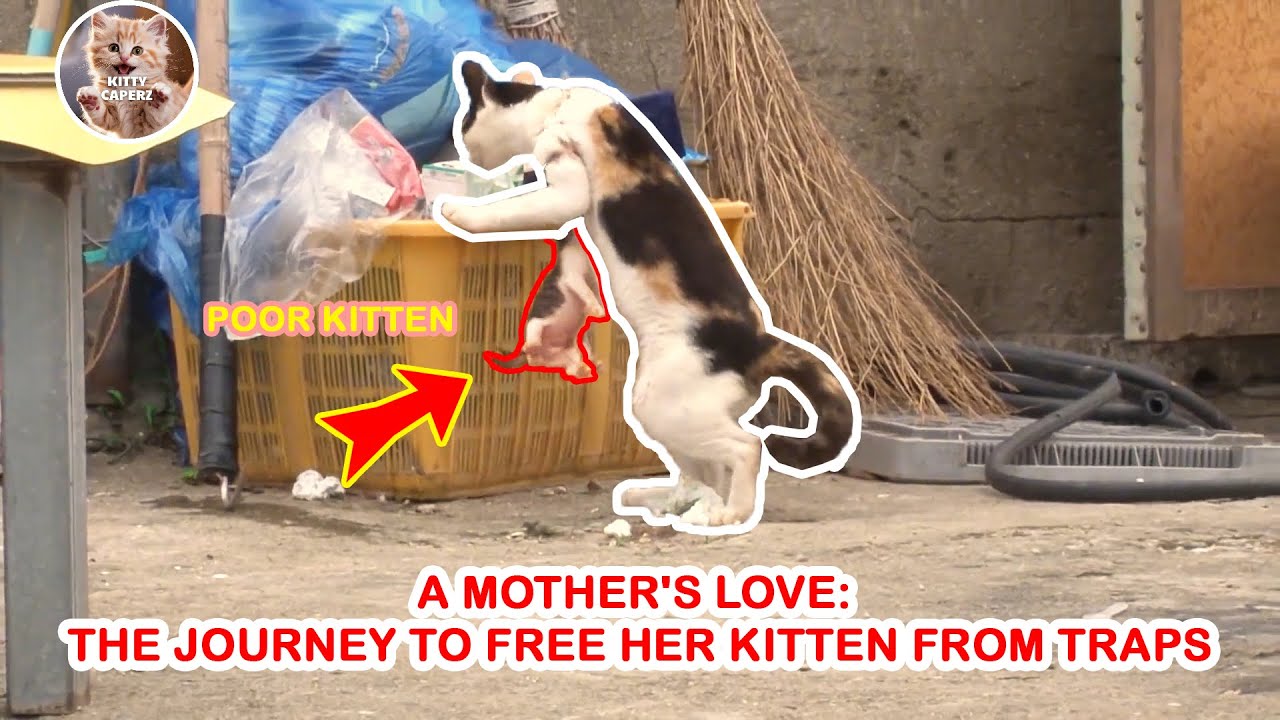 A Mother's Love: The Journey to Free Her Kitten from Traps | Kitty ...