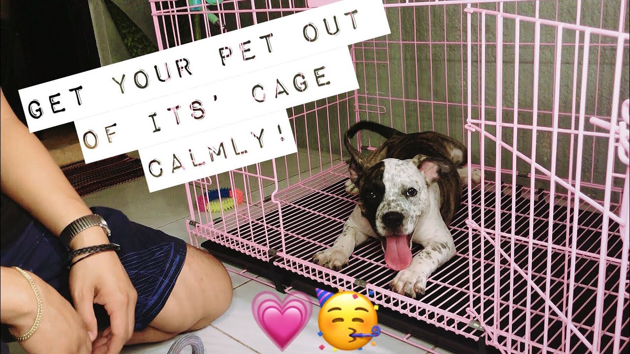 GET YOUR DOG OUT OF THE CAGE PROPERLY! - YouTube