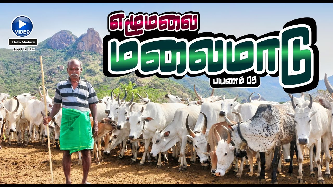 எழுமலை மலை மாடு | கிடைமாடு | கீதாரி வாழ்க்கை பயணம் 05 | Kidai Madu ...