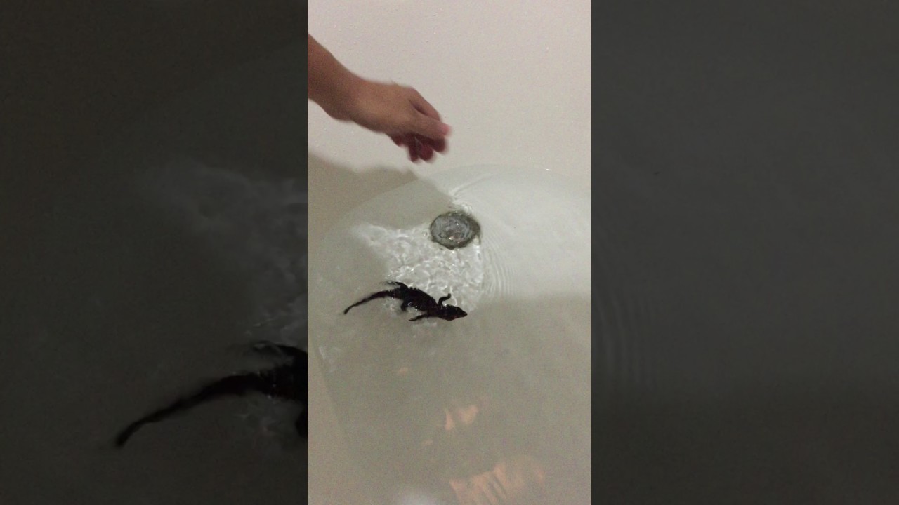 Red Eyed Croc Skink Swimming - YouTube