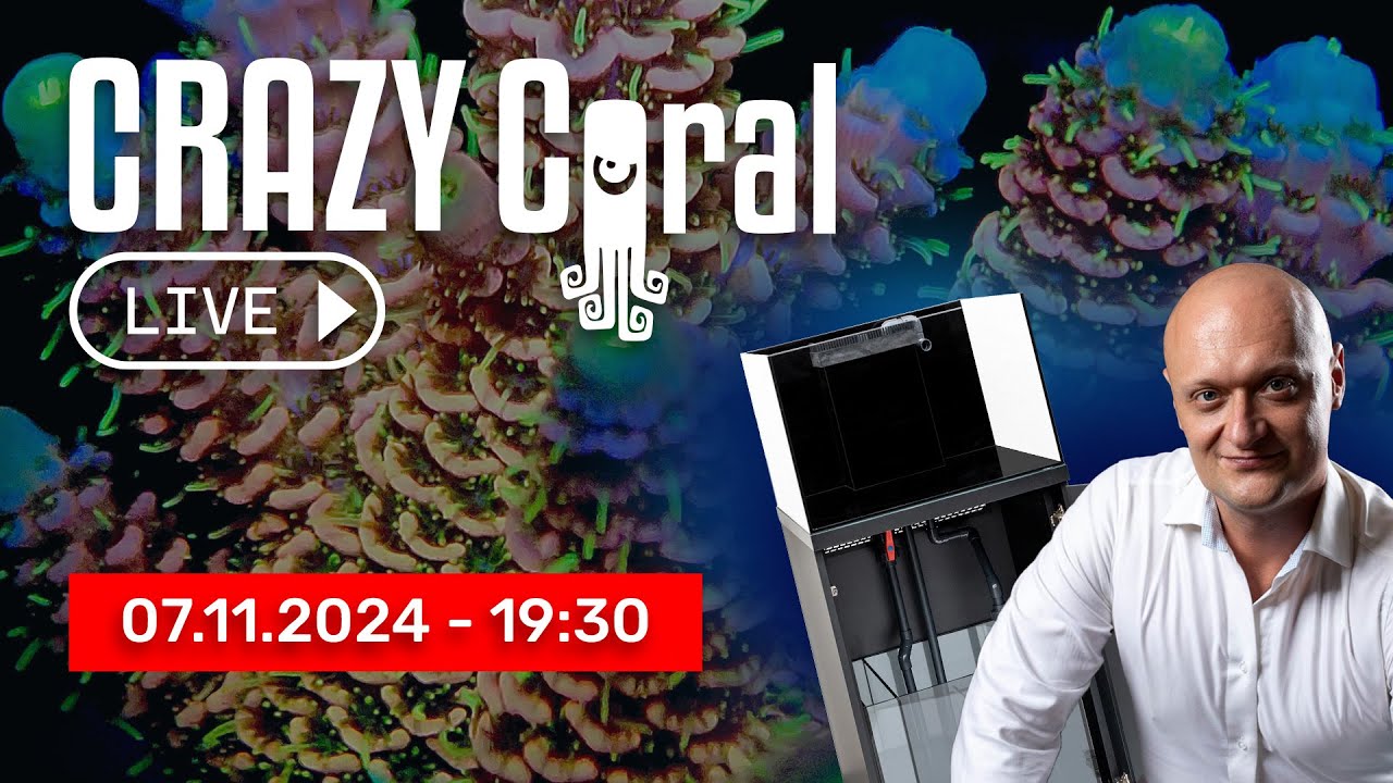 Crazy Coral Live - Listopad - YouTube