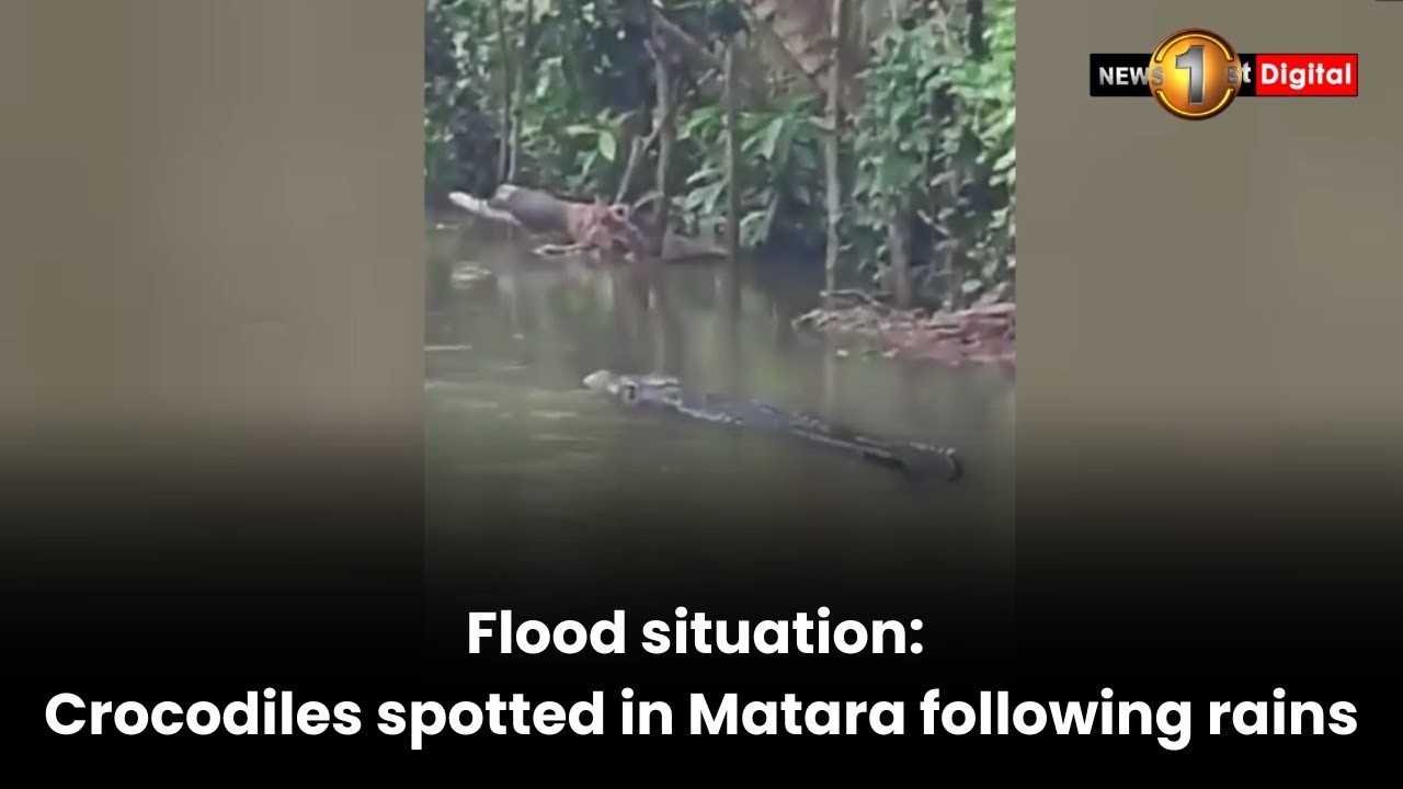 Flood situation: Crocodiles spotted in Matara following rains - YouTube