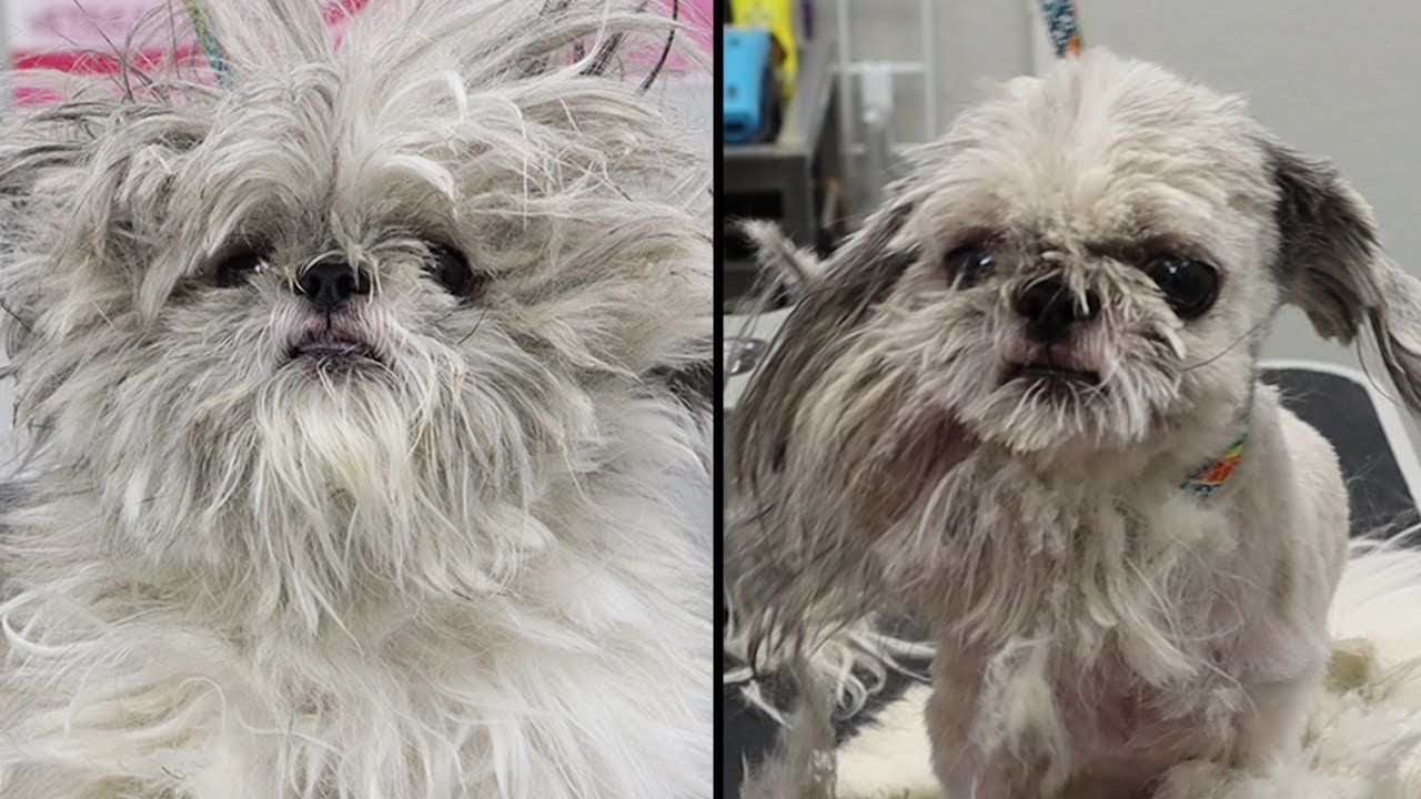 The Most Matted Face You Will Ever See - YouTube