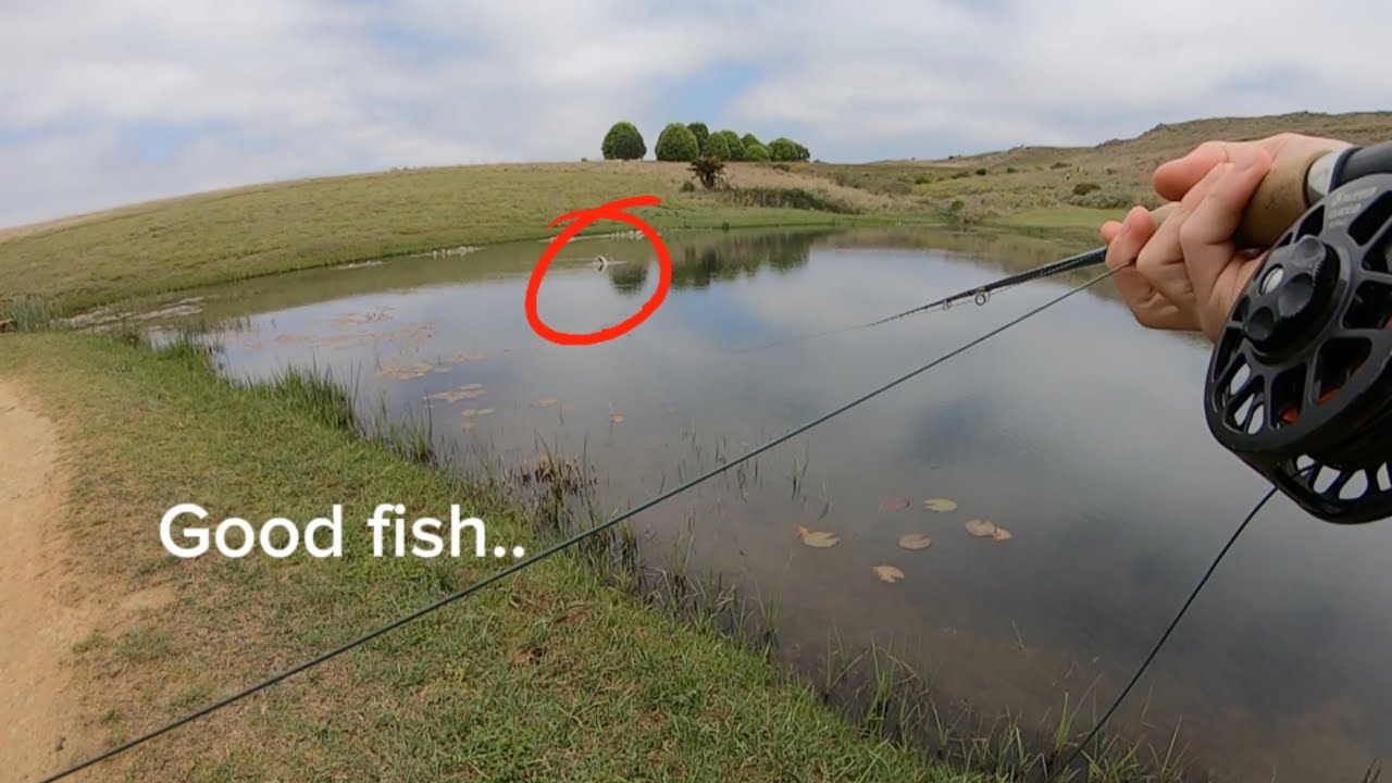 Rainbow and brown trout fishing in South Africa (big fish caught) - YouTube
