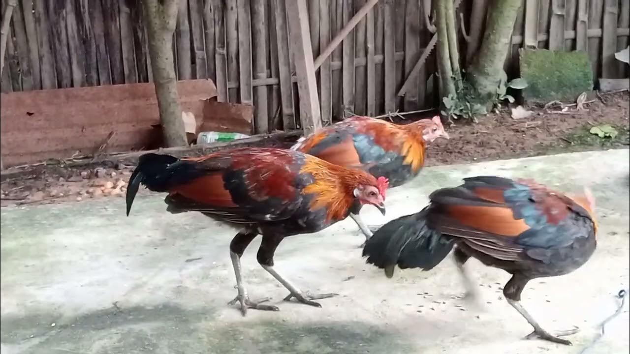 13 (9)lo peb Saib mes nyuam qaibf2 ua kev lom zem nawb. 2023 - YouTube