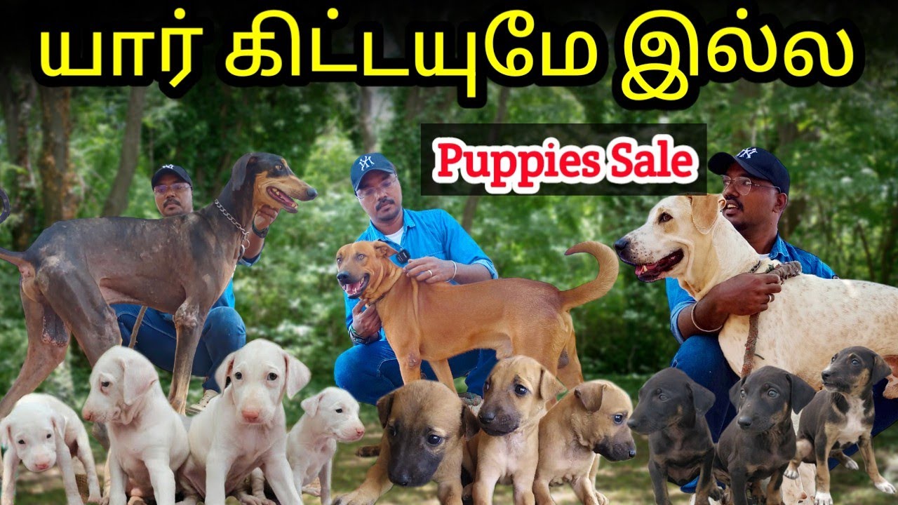 நம்ம நாட்டு நாய்கள் Native Breed Dogs | Puppies for sale | Dog Kennel ...