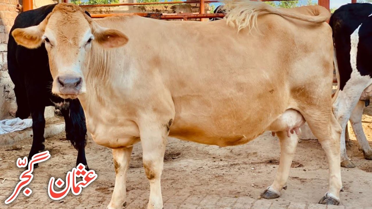 Usman Gujjar | jersey cows | 10 Top class Cows | Best rate ever | Jani ...