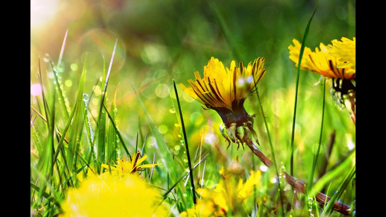 Spring Morning, yoga, stress, spa, zen, anxiety, meditation music, activate the mind, healing ...