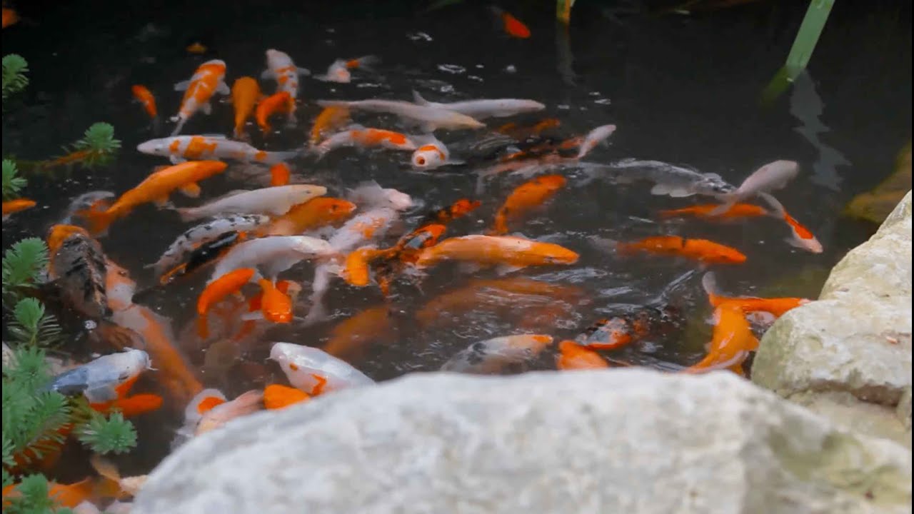Relaxing Japanese KOI fish swimming sound | Ambient nature sound [Relax ...