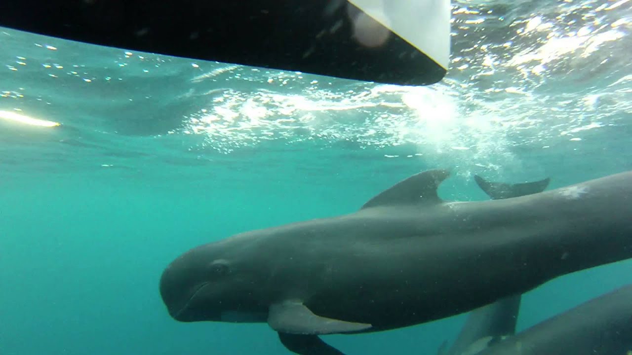 Pilot Whales coco - YouTube