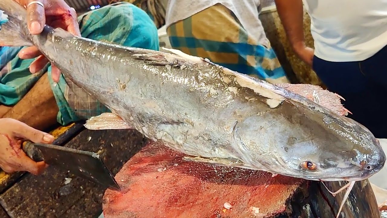 Amazing Catfish Cutting Live In Dhaka Local Fish Market | Fish Cutting ...