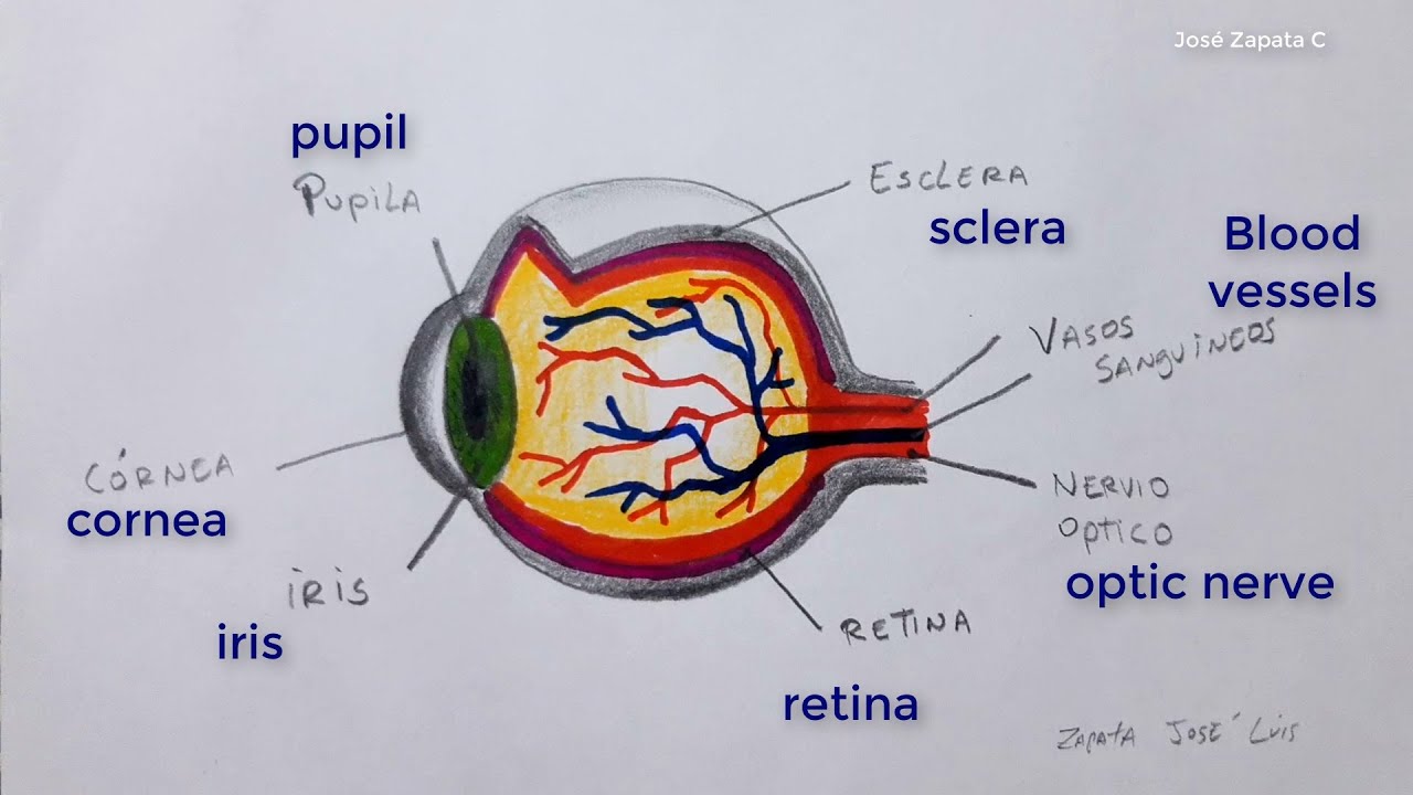 ¿Cómo dibujar un ojo y sus partes? | How to draw an eye and its parts ...