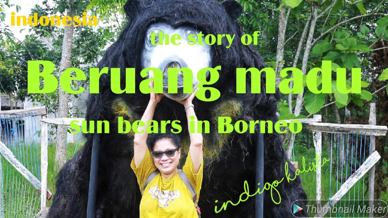 The story of beruang madu - sun bears enclosure in Kalimantan/Borneo ...
