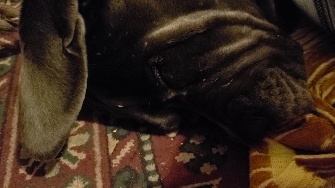 Italian mastiff snoring - YouTube