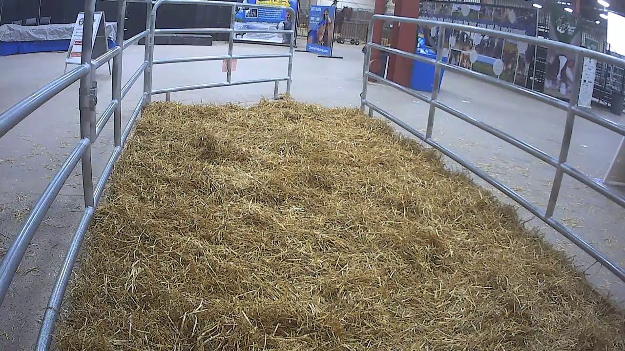 Calving Corner 1/9/2020 - Franklin View Farm Day 2 - YouTube