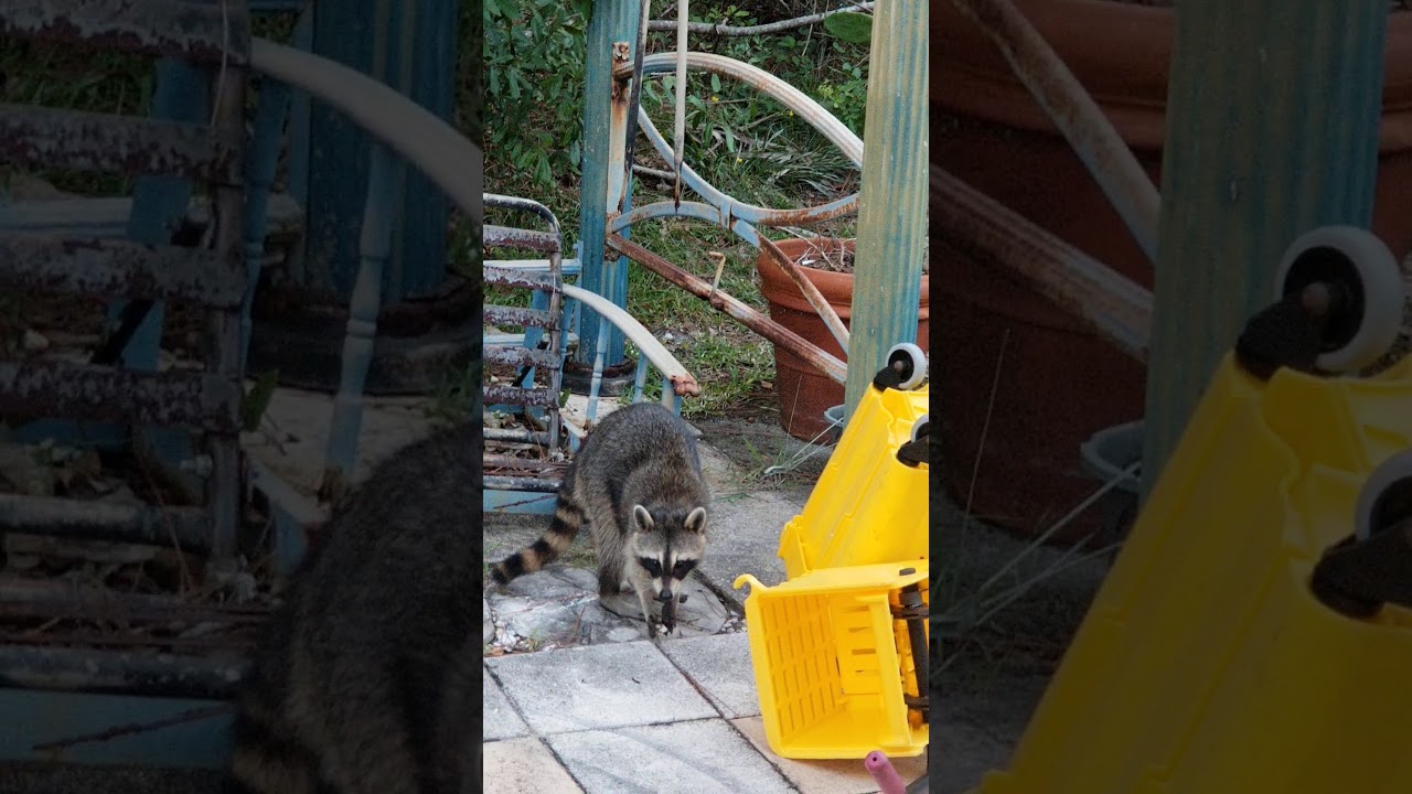 Joey the Raccoon doing raccoon things - YouTube