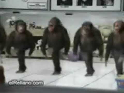 Maymun Gan ganadır gan gan mahnısına oynayır