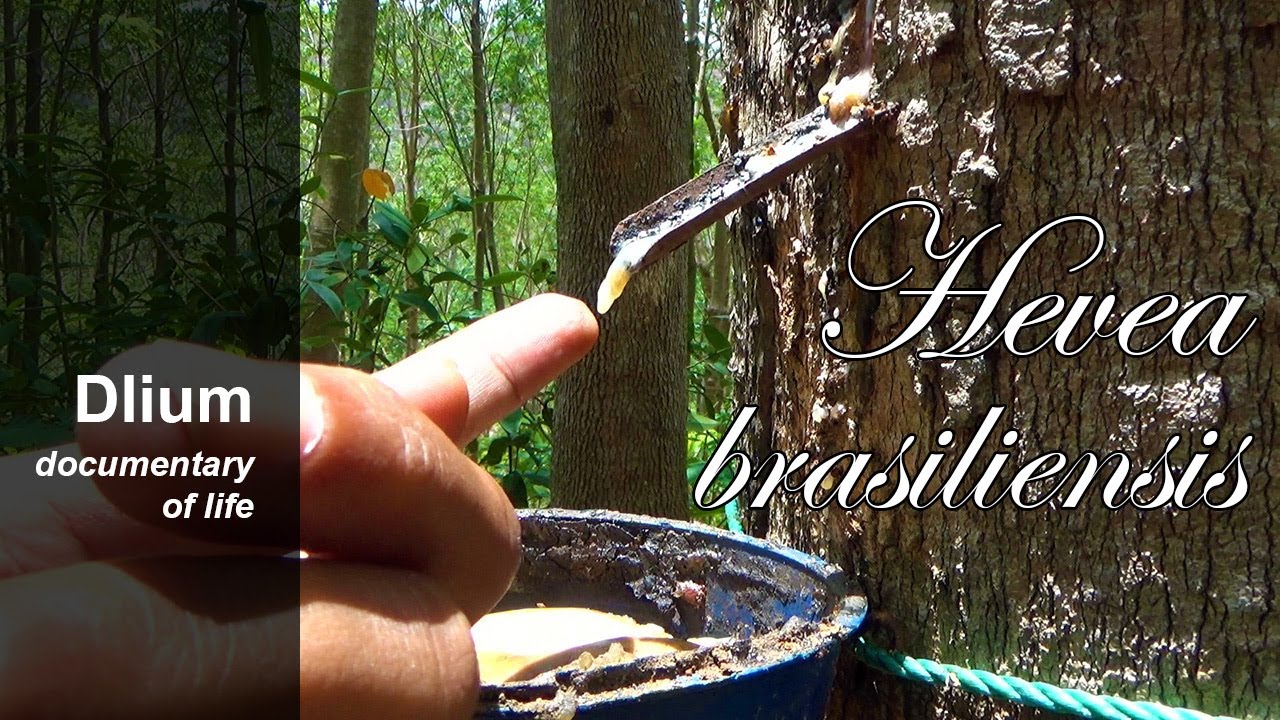 Rubber tree (Hevea brasiliensis) - part 1 - YouTube