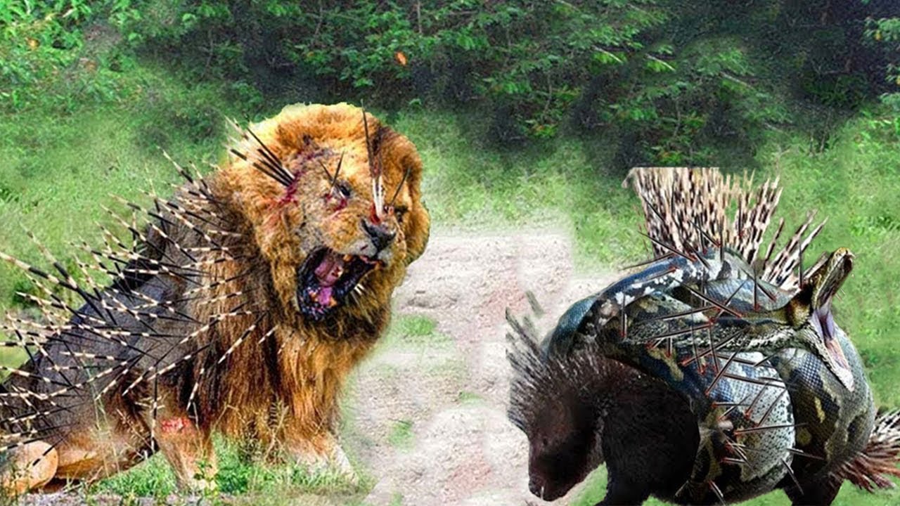 Bitter Ending For Those Who Are Foolish When Hunting Porcupines ...