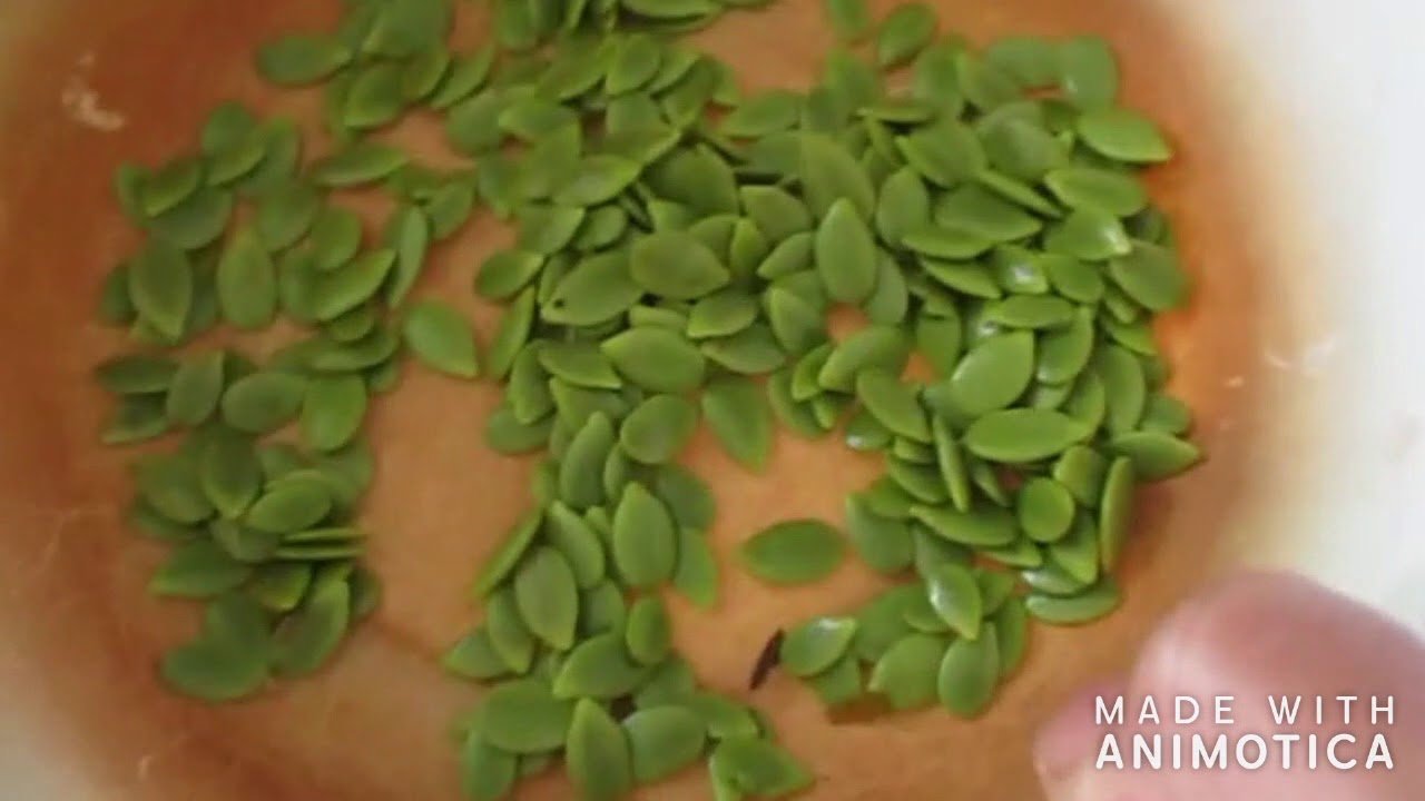 UN RICO HUASMOLE DELICIOSO😉😊 - YouTube