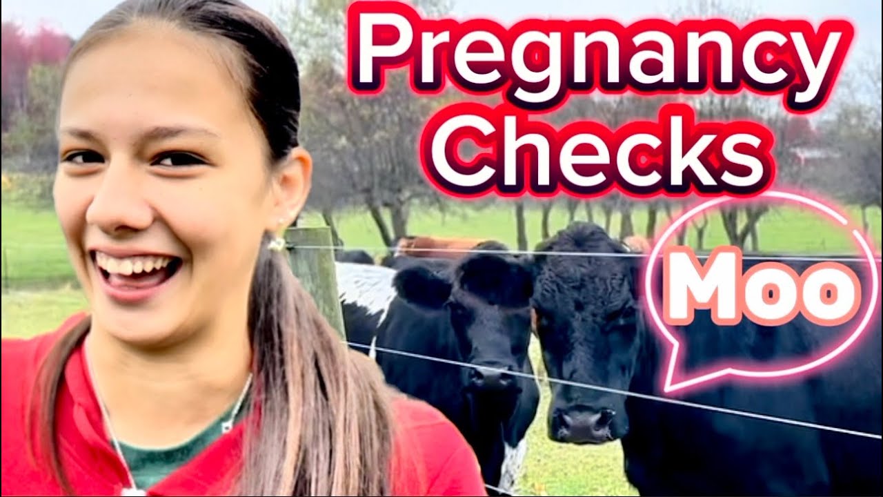 New Cattle Ranch Pregnancy Checks & Fall Prep - YouTube