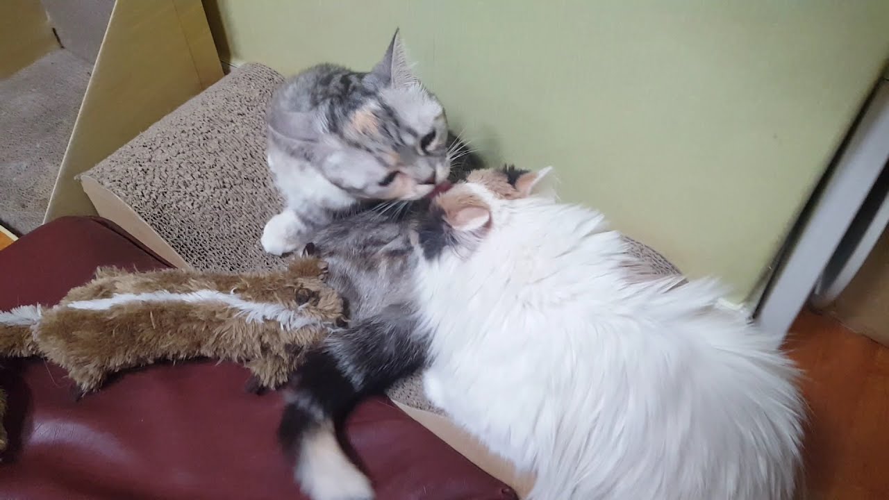 two cats friendship. iki kedi dostluğu , الصداقة بين القطط , zwei ...