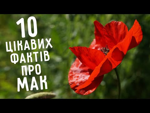 Наркотик, засіб для евтаназії, оберіг від нечисті, ласощі…| Мотай на вус