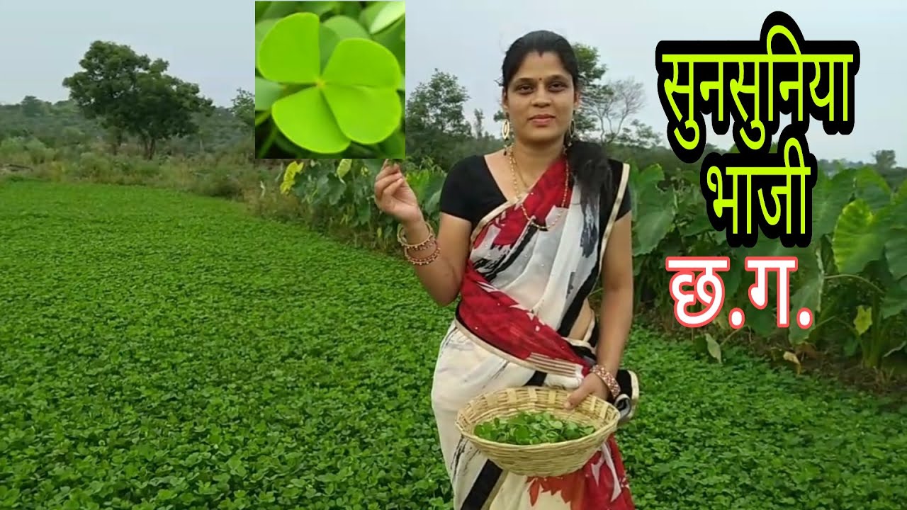 Sunsuniya Bhaji || leaf recipe||Sunsuni shaak||green leaf recipe - YouTube