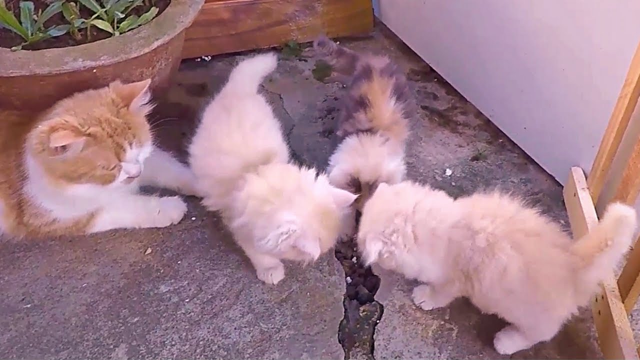 Happy cat family | 30s Cats - YouTube