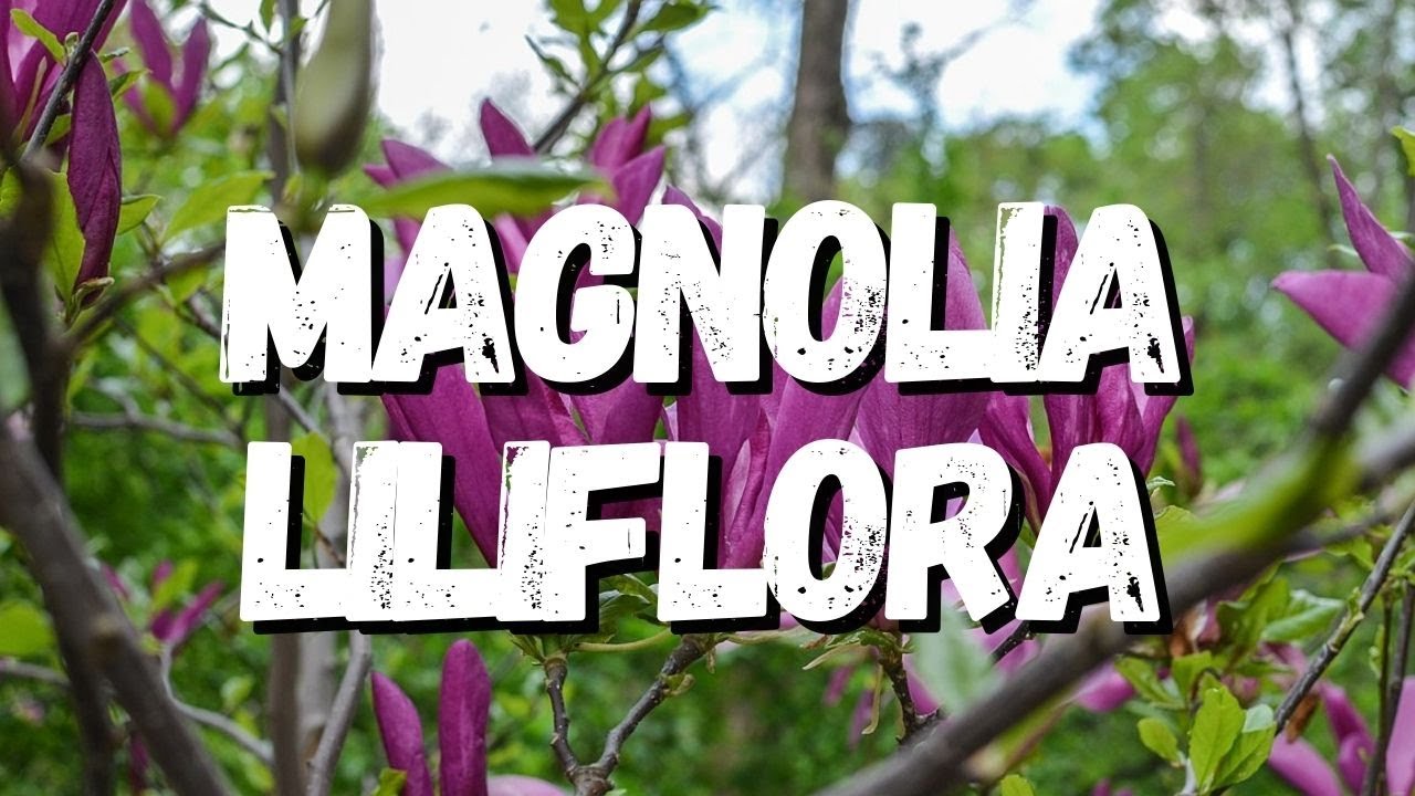 Magnolia Liliflora: Saiba Tudo Sobre Essa Planta - YouTube